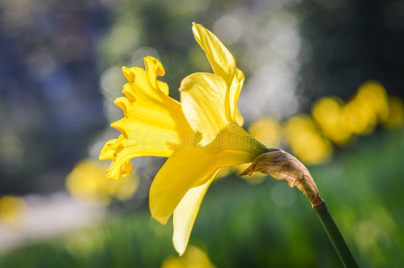 Daffodil in sunlight stock photo. Image of meadow, leaf - 68473178