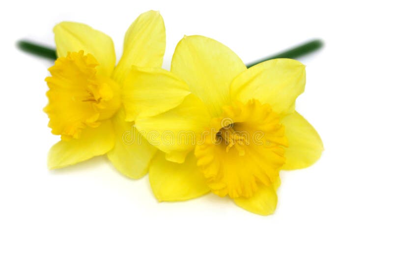 Daffodil banner stock image. Image of pedals, bloom, daffodil - 694617