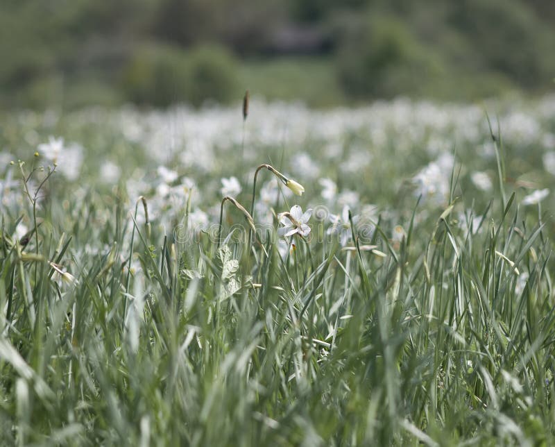Daffodil valley in hustle stock photo. Image of transcarpathia - 125242166