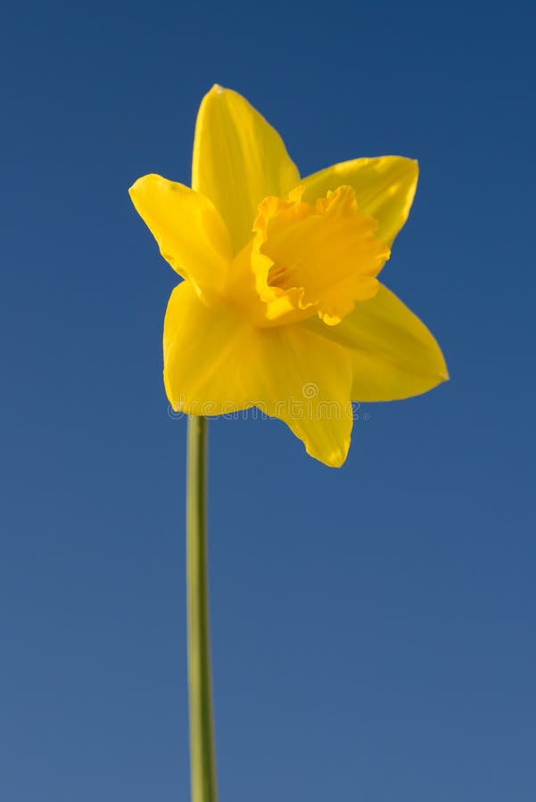 Daffodil Flower Two Tone Side View Close Up with Copy Space Stock Photo ...