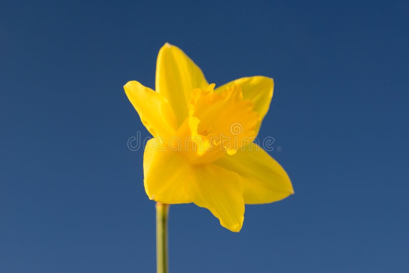 Daffodil Flower Two Tone Side View Close Up with Copy Space Stock Photo ...