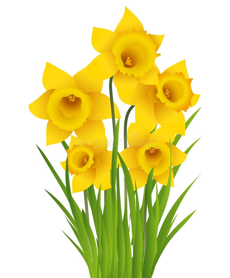 Daffodil Stock Illustrations – 34,441 Daffodil Stock Illustrations ...