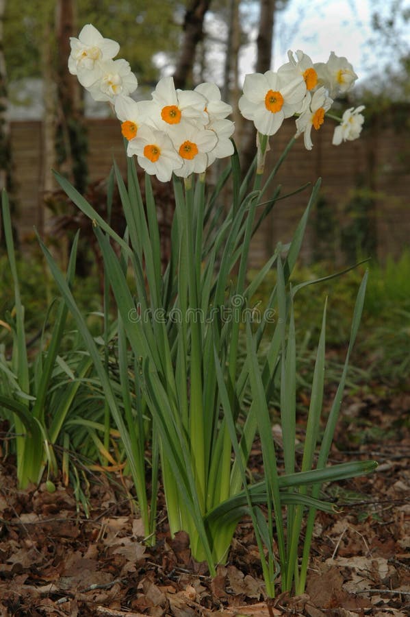 Daffodills (Narcissus Geranium ) Stock Image - Image of daffodills ...