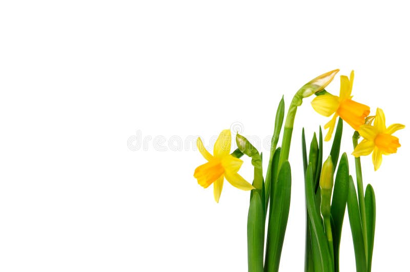 Daffodil plants stock photo. Image of petal, minimalist - 2315068