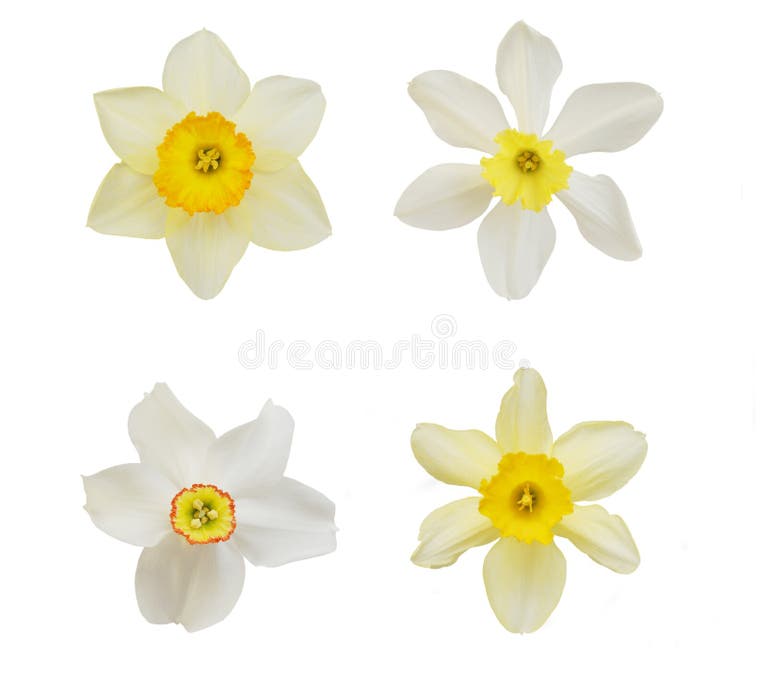 Daffodils stock photo. Image of shape, collage, ornamental - 13947378
