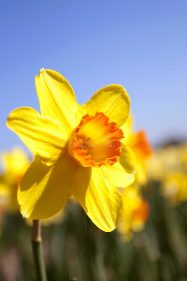 Daffodils in back light stock image. Image of light, land - 14014337