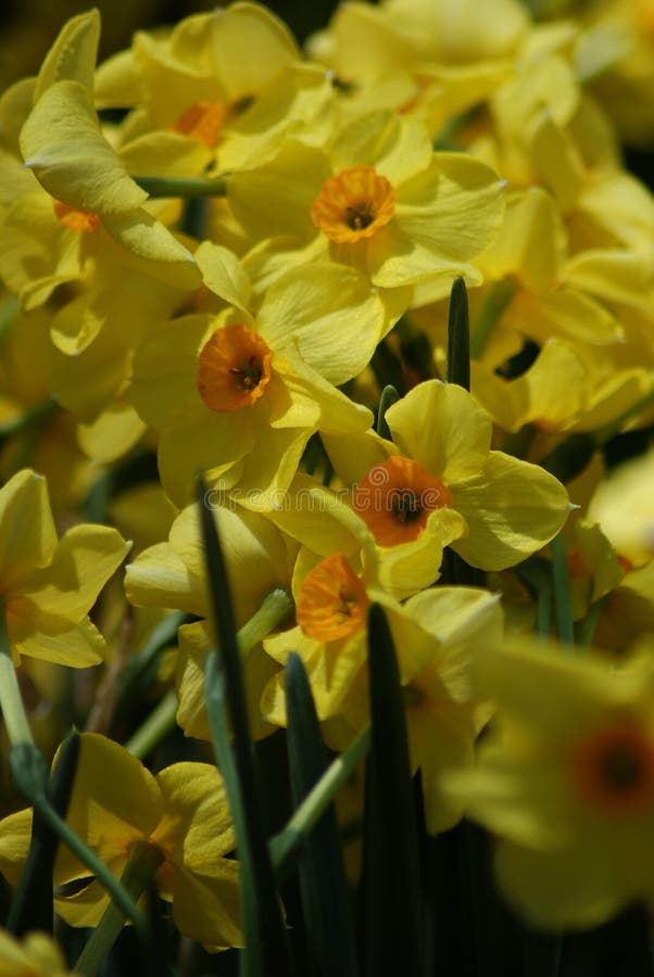 Daffodils stock photo. Image of daffodil, spathe, david - 173242258