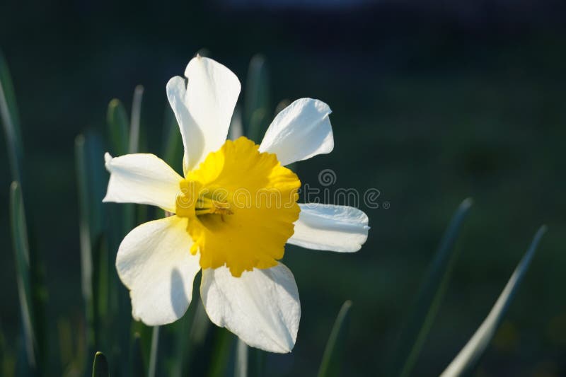 Daffodils stock photo. Image of spathe, tube, tepals - 175068448