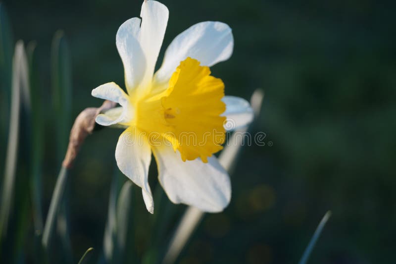 Daffodil stock photo. Image of spring, david, spathe - 175068656
