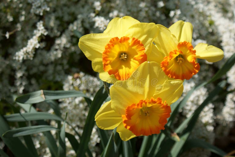 Daffodils stock image. Image of spring, spathe, daffodils - 175069811