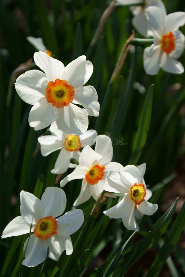 Daffodils stock photo. Image of saint, tube, spathe - 175070008