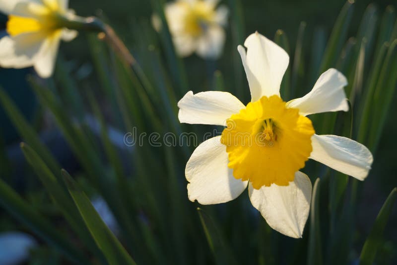 Daffodils stock photo. Image of flower, tube, scapose - 175094314