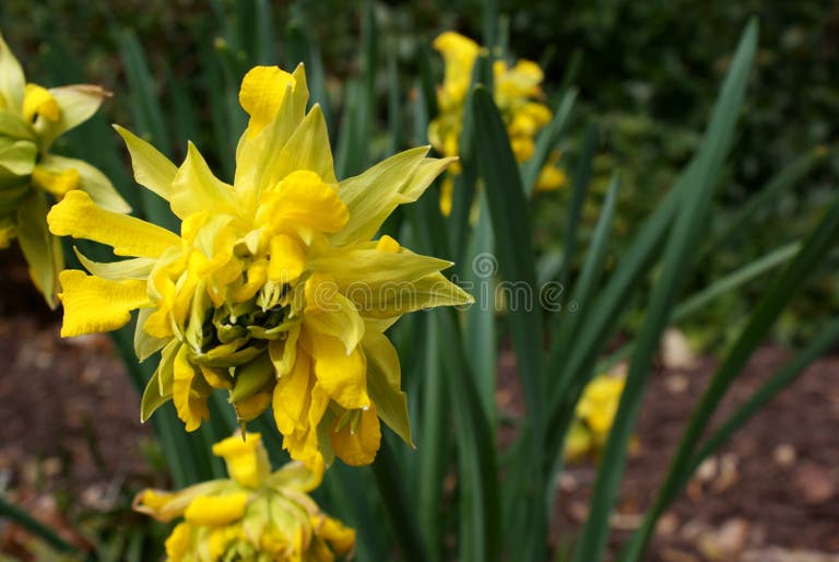 Daffodils stock photo. Image of flowers, floral, spathe - 175095282