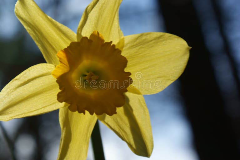 Daffodil stock photo. Image of daffodil, spathe, daffadowndilly - 175095584