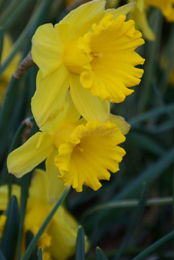 Daffodils stock image. Image of spathe, lent, jonquils - 175095675