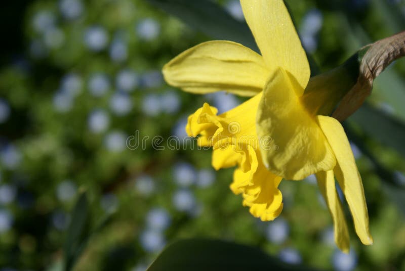 Daffodil stock photo. Image of daffodil, spathe, april - 175095790