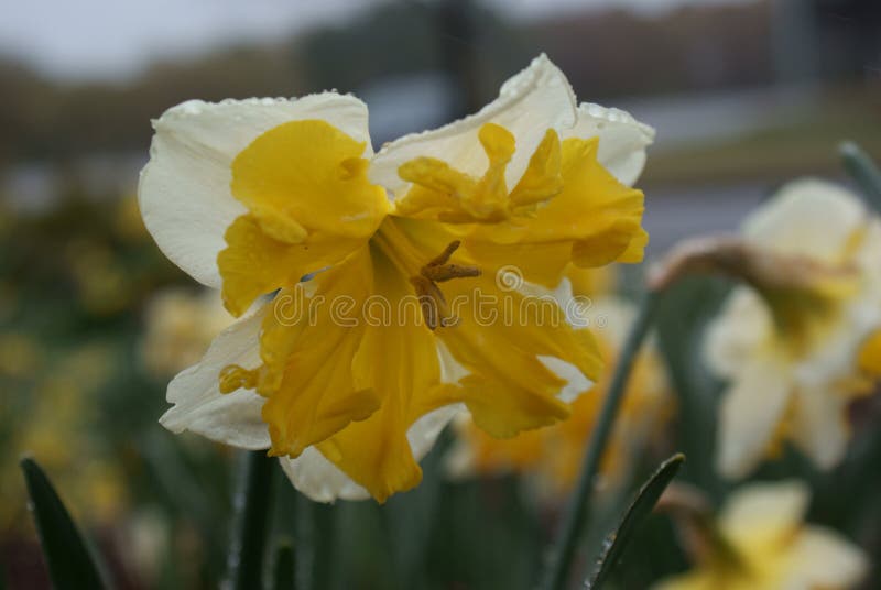 Daffodil stock photo. Image of scapose, daffadowndillies - 175095836