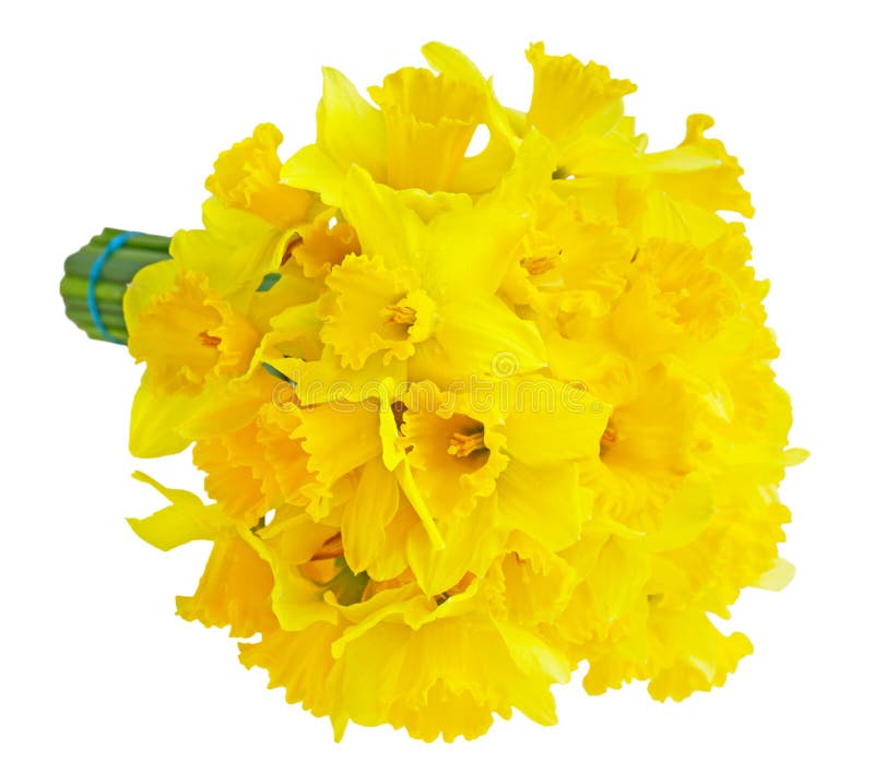 Daffodil Bouquet stock image. Image of pretty, bright - 9158511