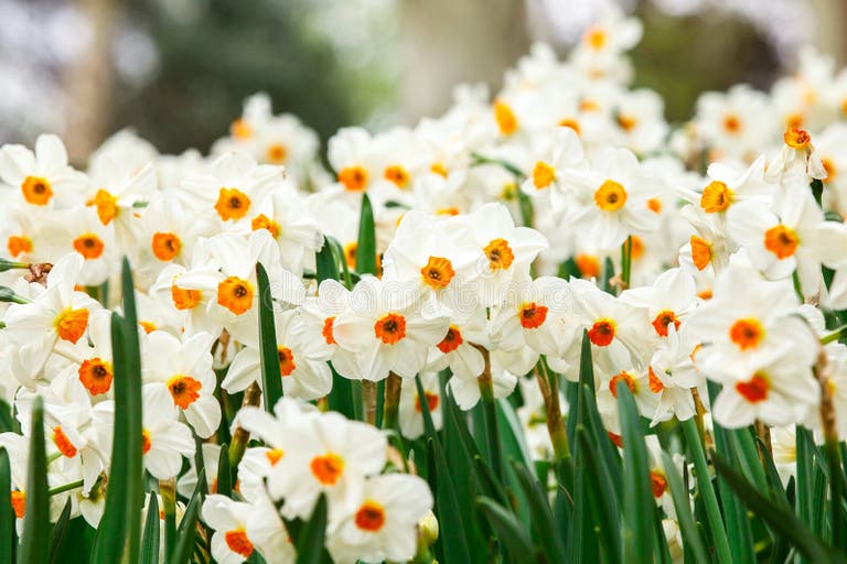 1,440 Yellow Daffodils Green Grass Sunny Day Stock Photos - Free ...