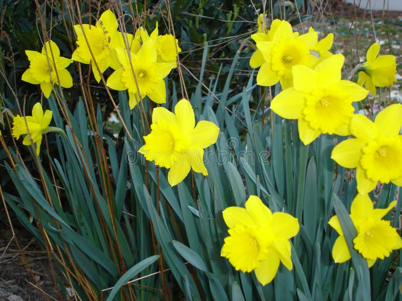Daffodils stock image. Image of daffodil, spring, garden - 643089
