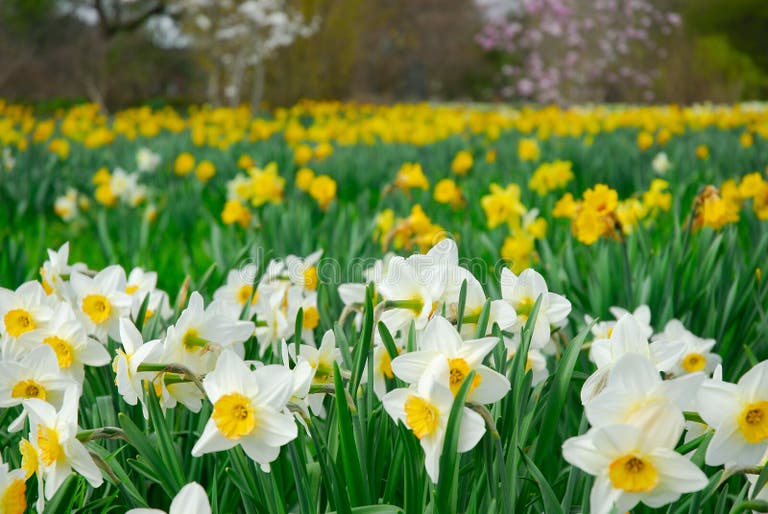 1,440 Yellow Daffodils Green Grass Sunny Day Stock Photos - Free ...