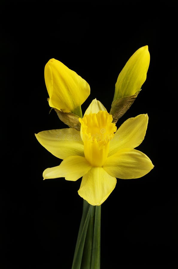 Daffodils against black stock image. Image of floral - 274227991