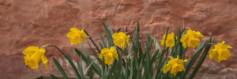 Daffodils in April with Brown Wall Stock Image - Image of blooming ...