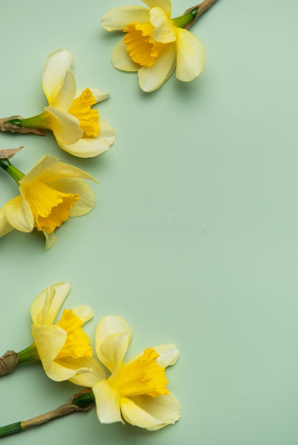 Yellow Daffodils Creating a Border on Pastel Green Background Stock ...