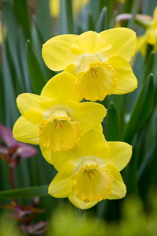 Daffodils Background Wallpaper Stock Photo - Image of daffodil, grass ...