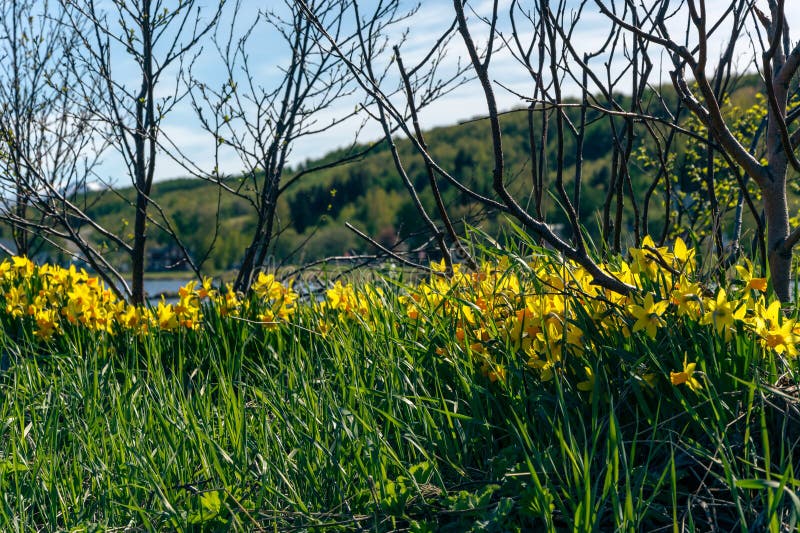 Daffodils on the Bank of the River. Spring Landscape Stock Image ...