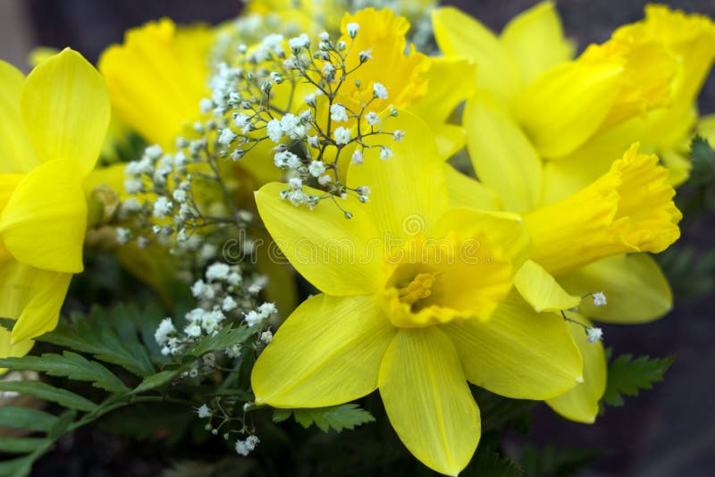 Daffodils stock image. Image of flowers, nature, time - 74371227