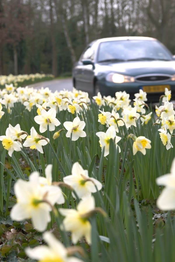 Daffodils in the berm stock image. Image of yellow, berm - 2109633