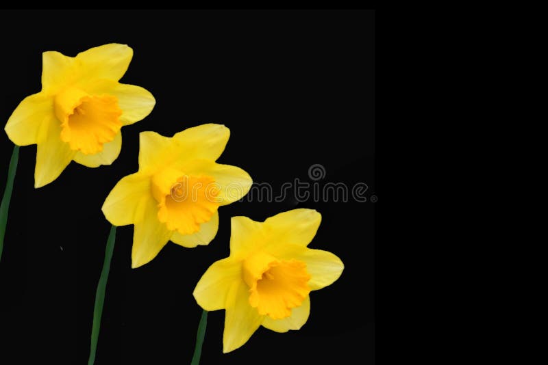 Daffodils on Black Background Stock Image - Image of green, black ...