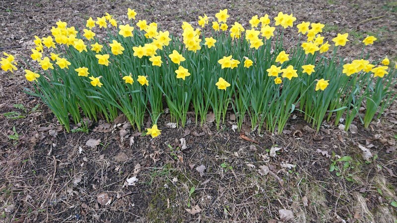 Daffodils in Bloom stock image. Image of summer, bloom - 213351619