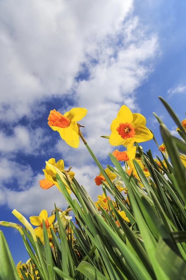 Daffodils in bloom stock image. Image of blue, stalks - 37561025