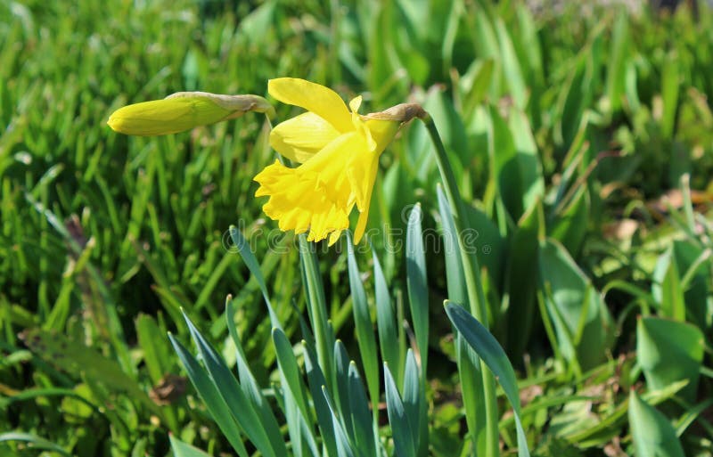 Daffodils Bloom in the Spring Sunshine Stock Photo - Image of ...