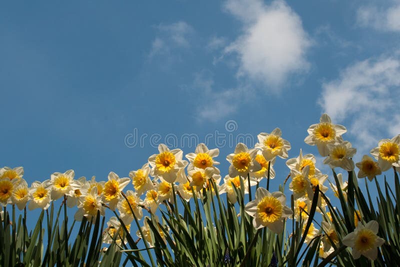 Daffodils stock image. Image of flora, outdoor, sunny - 29713429