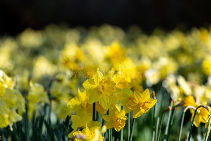 Vibrant Daffodils in the Spring Sunshine Stock Image - Image of floral ...