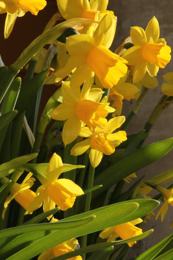 Daffodils Bloom on the Terrace Stock Image - Image of narcissus, spring ...