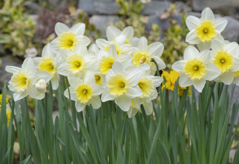 Daffodils Blooming in a Flower Bed Stock Photo - Image of daffodils ...