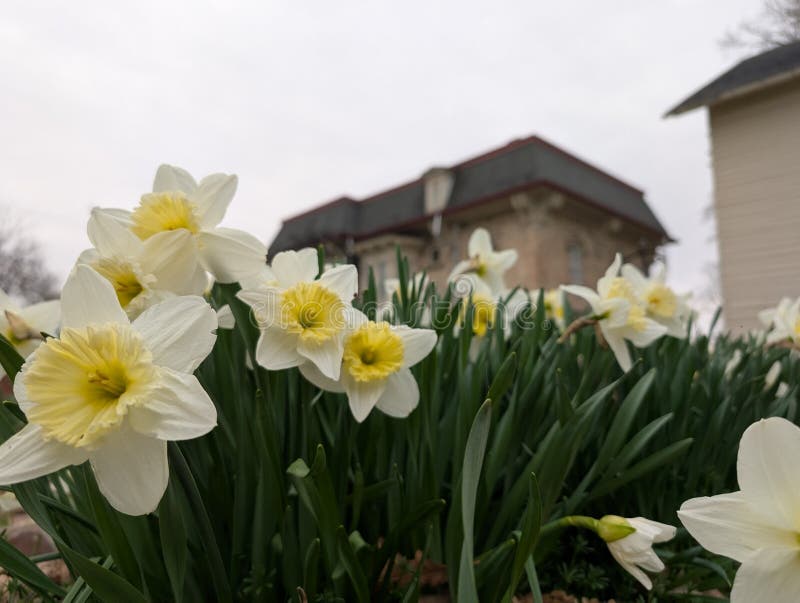 Daffodils Blooming in Front of a Mansion in Spring Stock Photo - Image ...