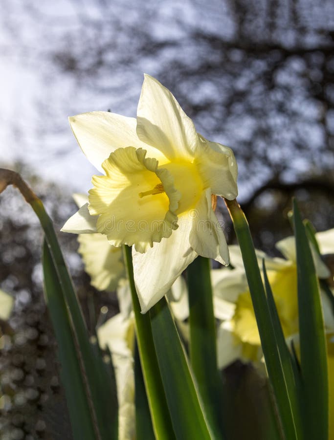 Daffodils stock photo. Image of beauty, green, bloom - 176061720