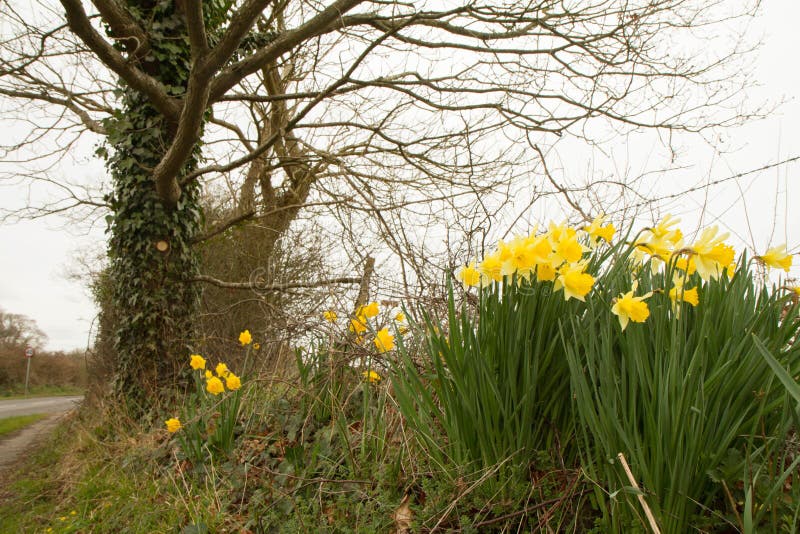 Daffodils blooming stock photo. Image of season, easter - 61191296