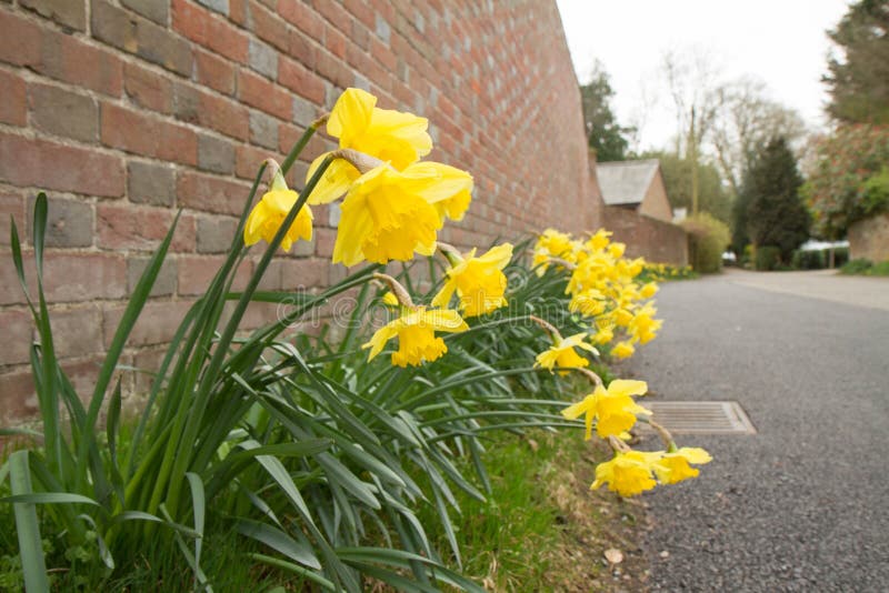 Daffodils blooming stock photo. Image of gift, stem, petal - 61191574