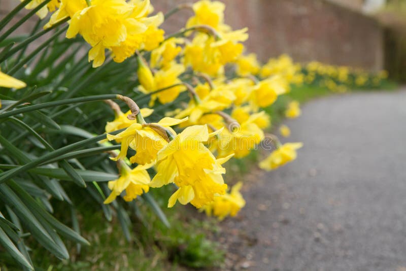 Daffodils blooming stock image. Image of spring, blooming - 61191625