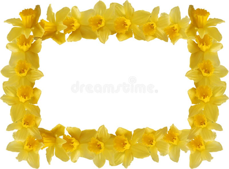 Daffodils Border stock photo. Image of floral, garden - 1905262