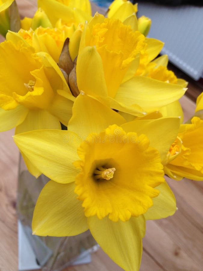 Daffodils stock photo. Image of daffodil, bright, yellow - 48203768