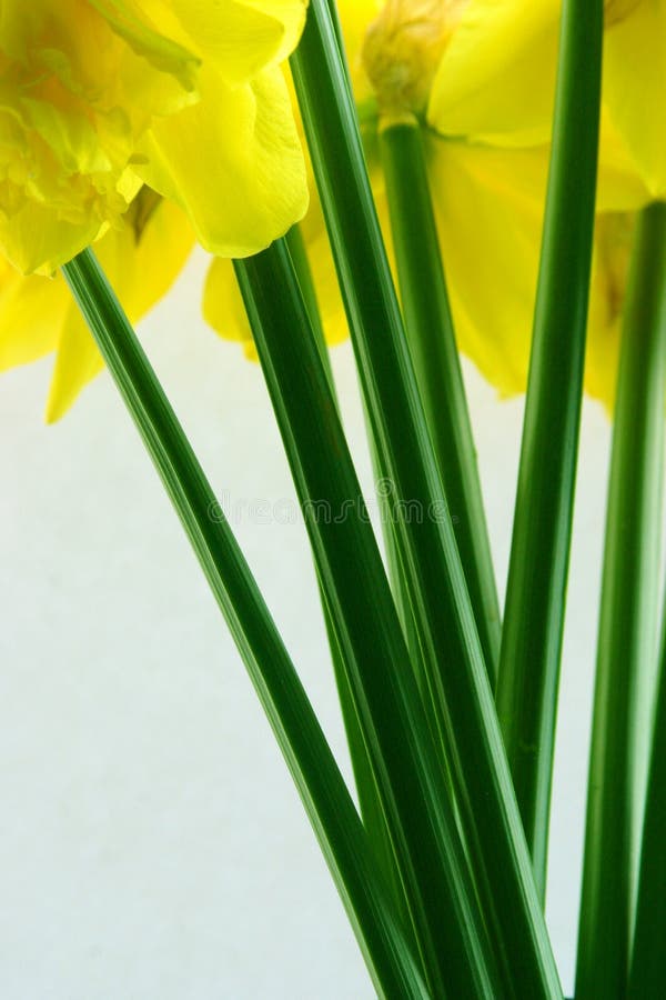 Daffodils bunch stock image. Image of florist, flower, darling - 552339
