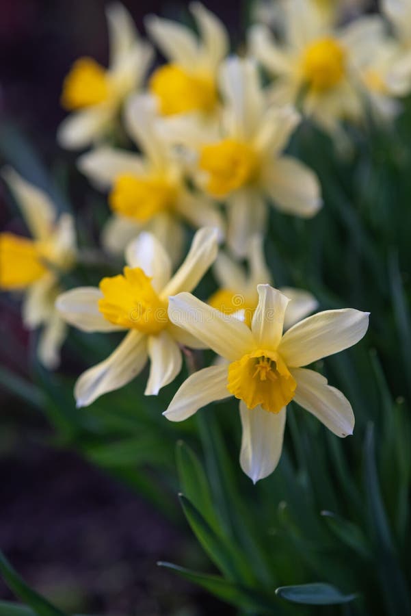 Daffodils close up stock image. Image of close, flowers - 183575041
