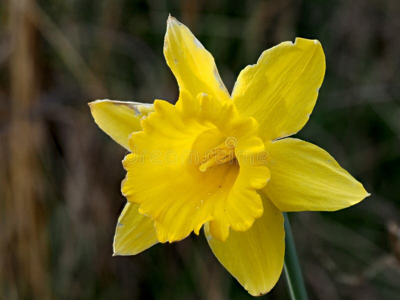 Daffodils close-up stock image. Image of growing, leaf - 177552559